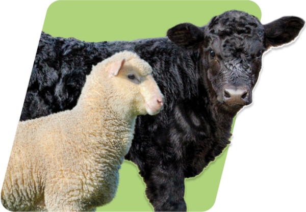 Pain Management - BUTEC OTM