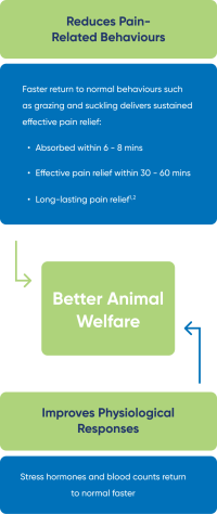 Pain Management - BUTEC OTM
